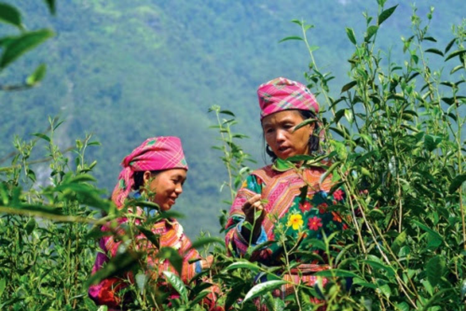 Shan Tuyet Tea - The Essence of Vietnamese Tea Flavor