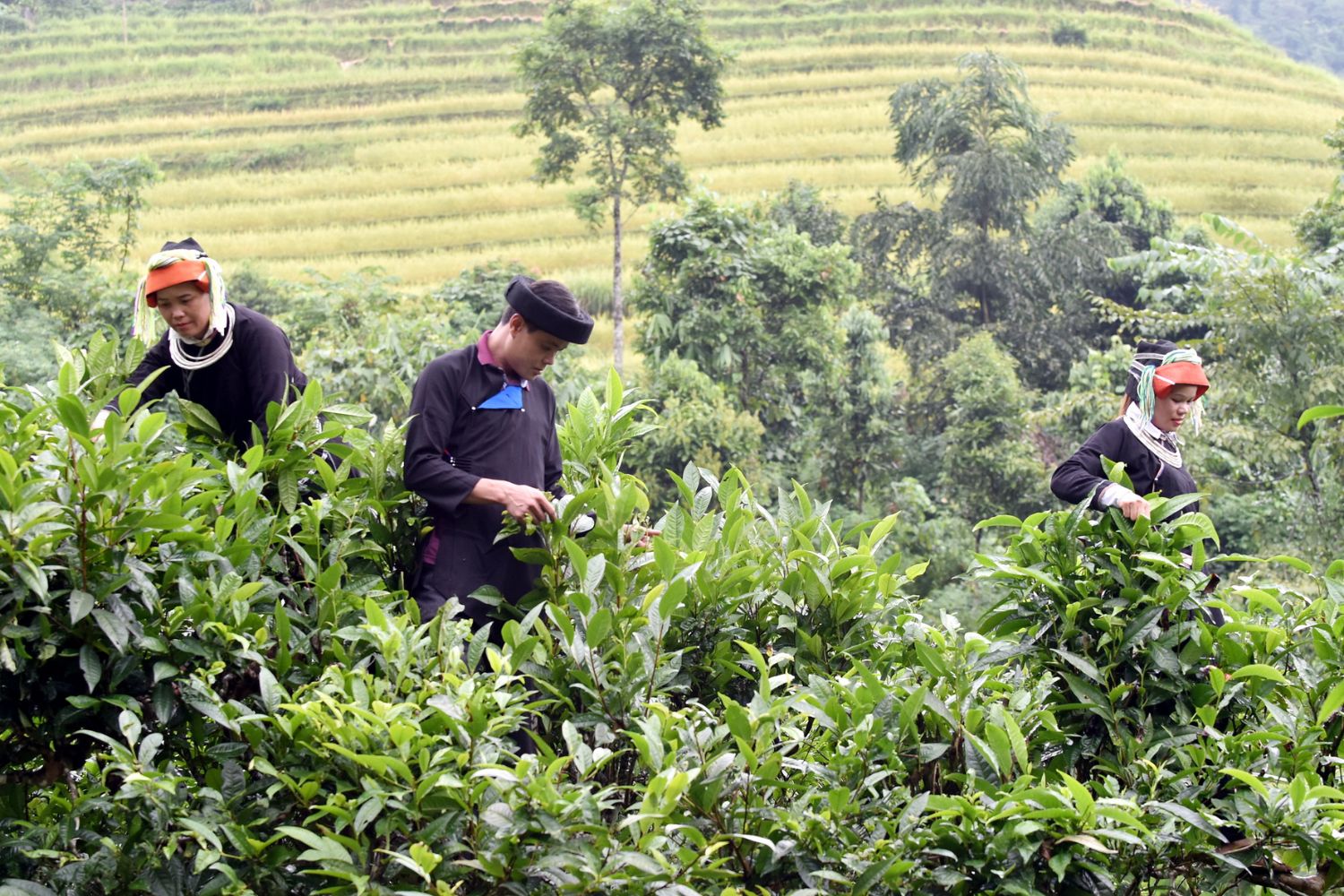 Shan Tuyet Tea - The Essence of Vietnamese Tea Flavor