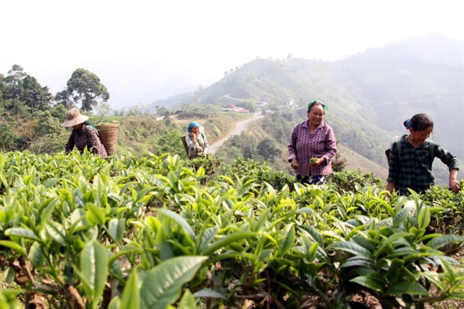 Shan Tuyet Tea - The Essence of Vietnamese Tea Flavor